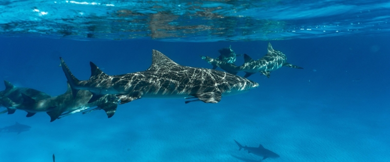 Jet Ski Shark Attacks: Are You Safe on the Water? [Video] - JetDrift